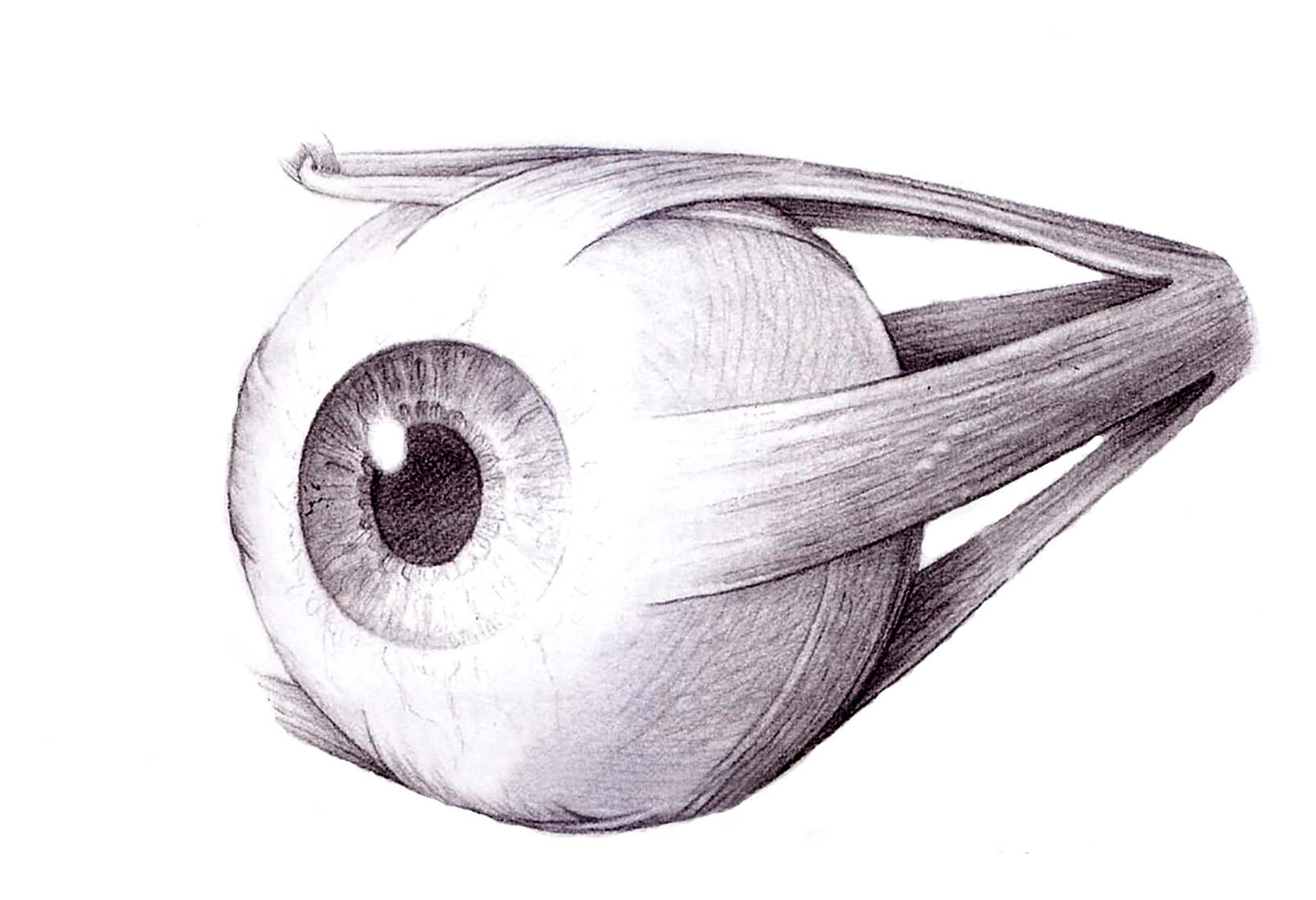 Can Retinal Degenerative Diseases Cause Headaches | Macular ...